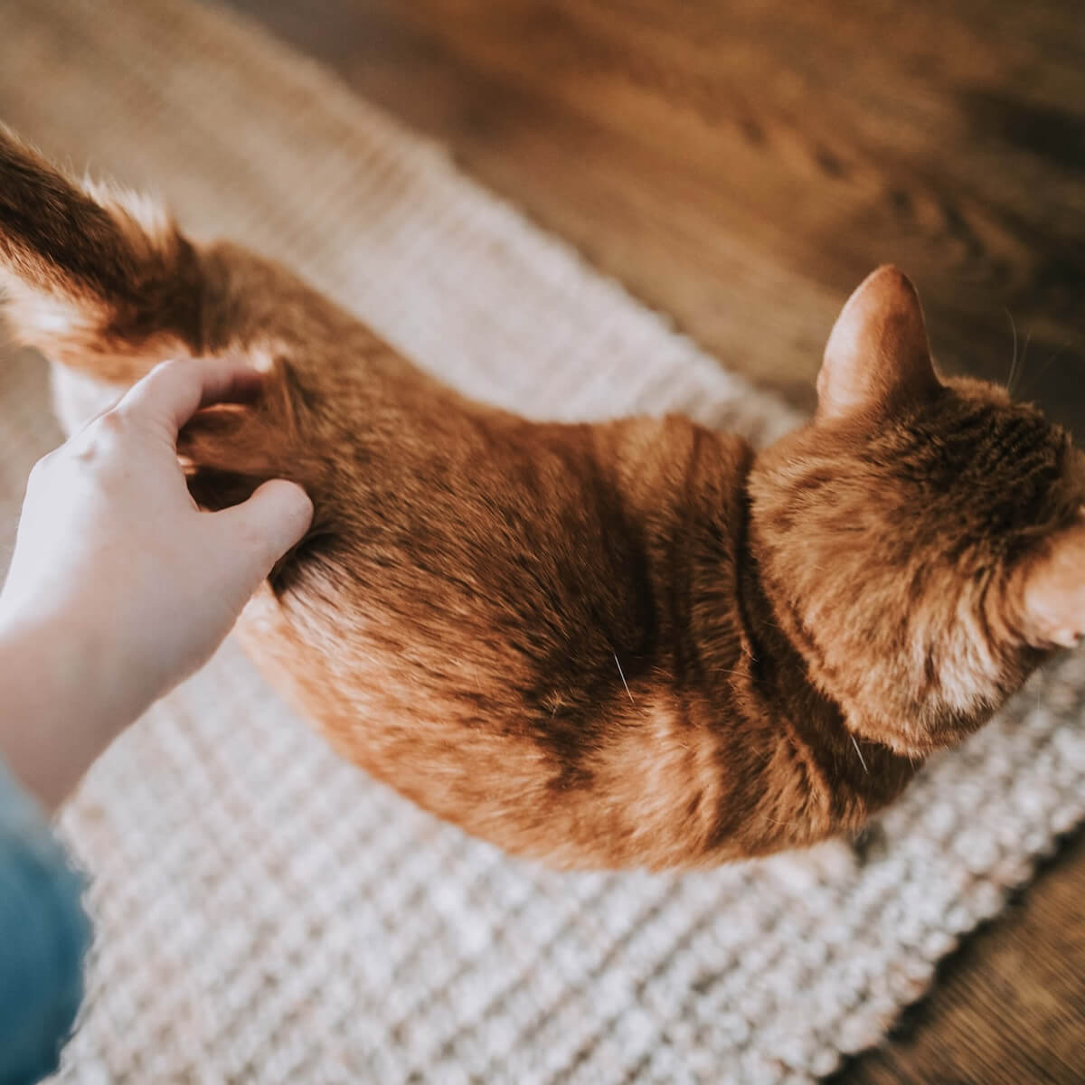 Creature Comforts Vets